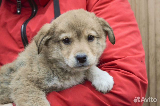 Бублик ищет дом