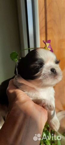 Щенки ши-тцу