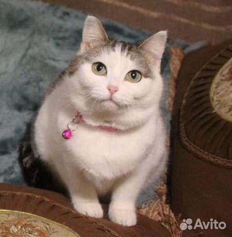 Кошка Глаша