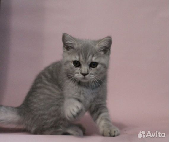 Британскик котенок окрас голубой табби