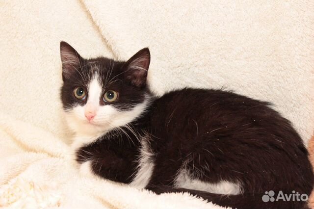 Котёнок маркиз мальчик