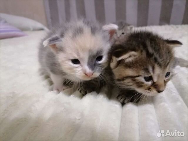 Котята в добрые руки москва