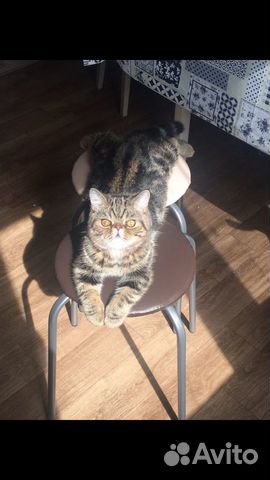 Котик экзотик ждет супругу