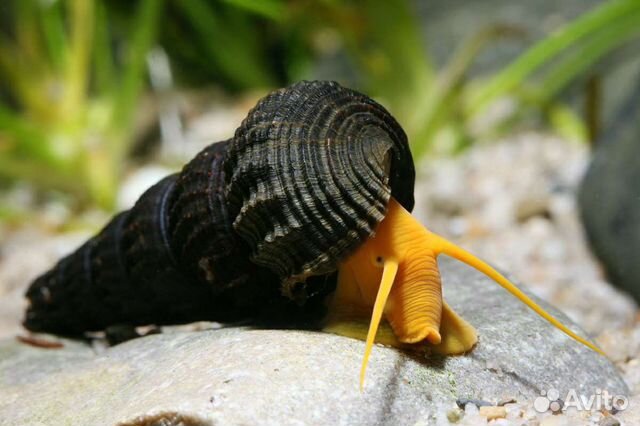 Тиломелания оранжевый кролик