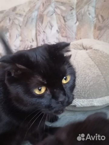 Кошки шотландцы вислоухие