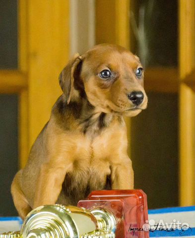 Чудесные малыши стандартные пинчеры