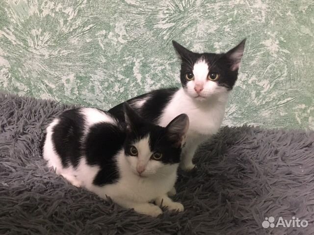 Котенок