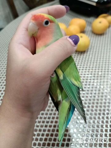 Попугай Неразлучники