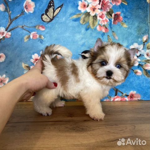 Йорк девочка кукольная с голубыми глазами