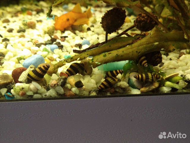 Улитка Хелена