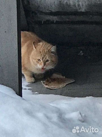 Рыжий котик