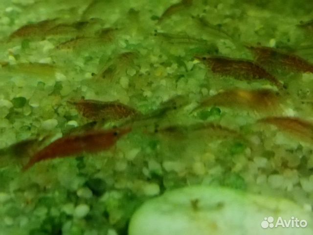 Аквариумные креветки