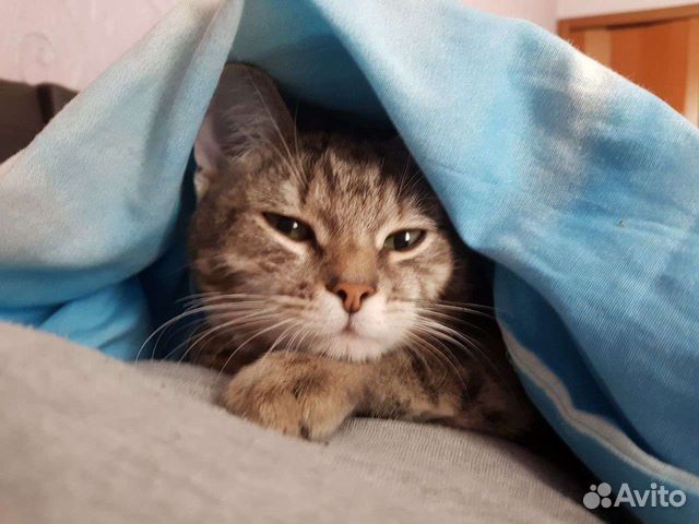 Киса Бусинка в добрые любящие руки