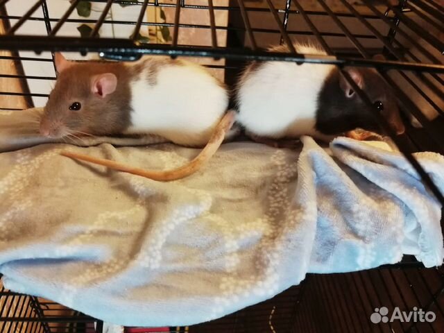 Крысы (девочки) дамбо капюшон с клеткой и вещами