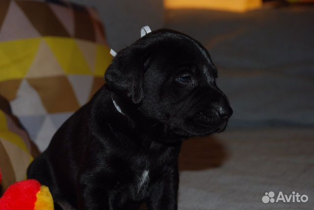 Щенки курцхаара