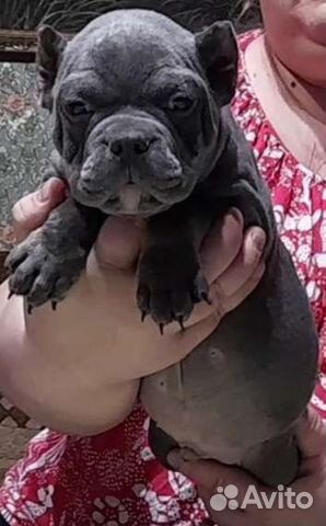 Американский булли