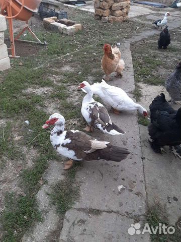 Утки