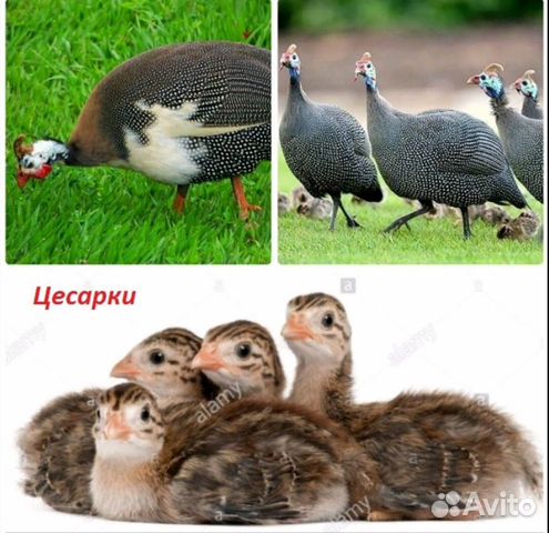 Цесарки Французские
