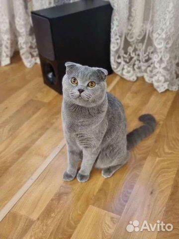 Шотландский кот вязка