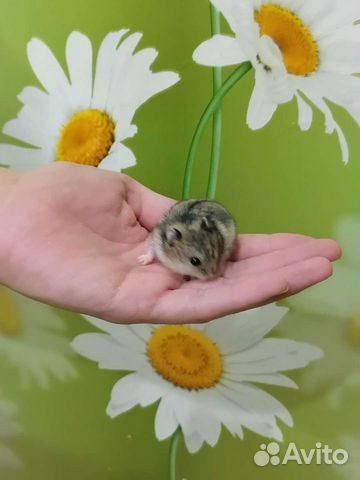 Джунгарский хомяк