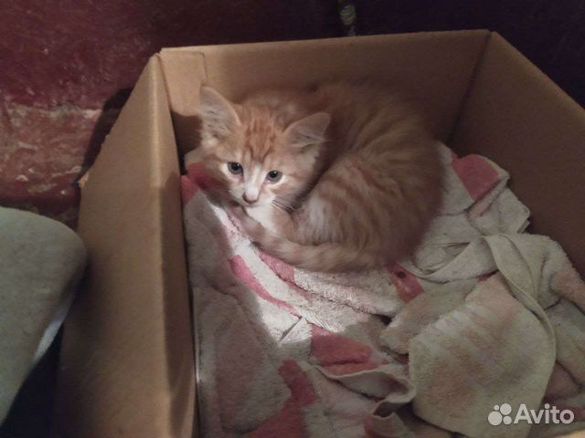 Котята в самые добрые руки