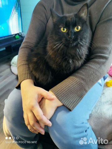 Коша 1 год
