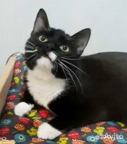 Котенок Масяня