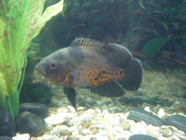 Астронотусы глазчатые