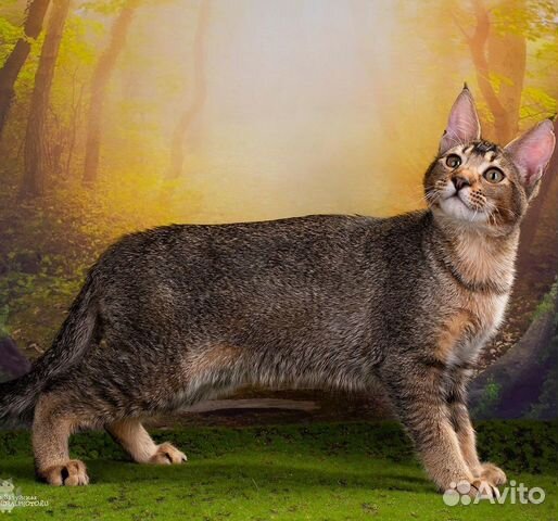 Каракет мальчик