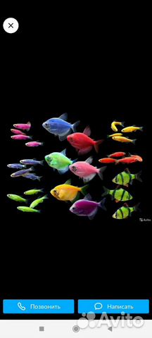 Рыбки карамельки