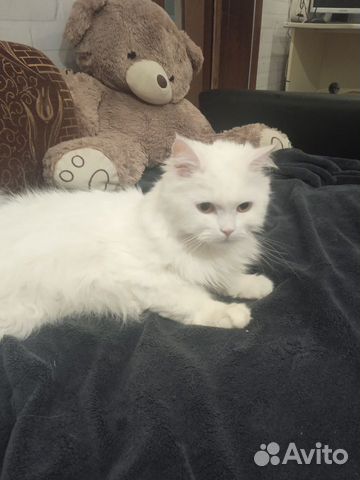 Турецкая ангора