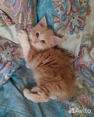 Котенок в заботливые руки