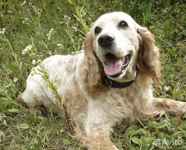 Кокер спаниель срочео ищет временый или постоянный