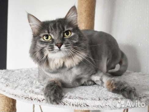 Сибирский кот, 2 года