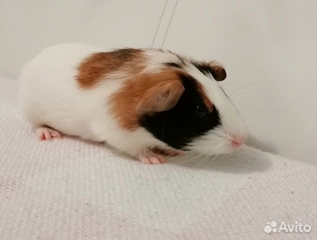 Морские свинки