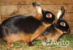 Кролики Черно- Огненные
