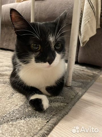 Котик в добрые руки