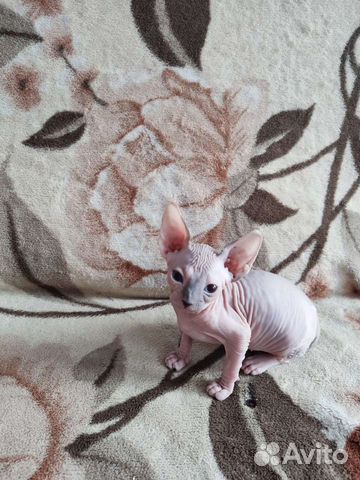 Канадский сфинкс котенок