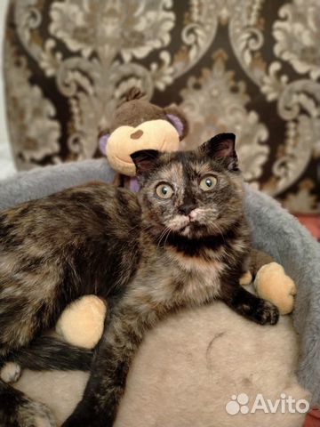 Кошка