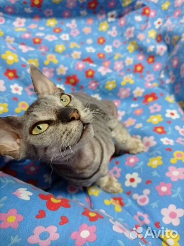 Канадский сфинкс котенок