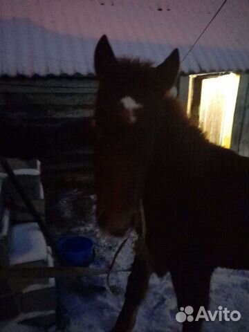 Жеребец тяжеловоз