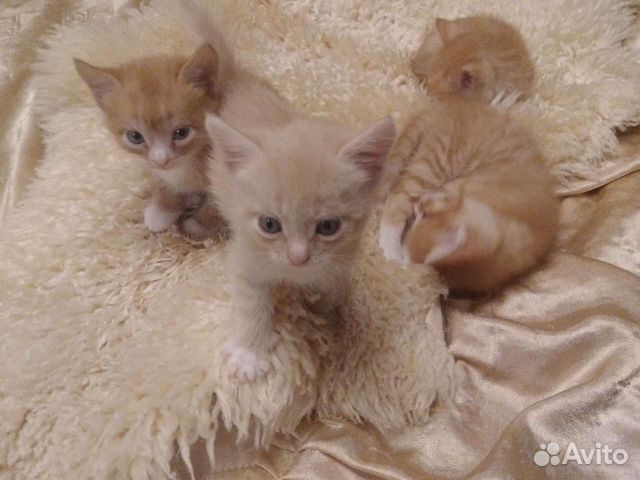 Рыжий котенок в добрые руки