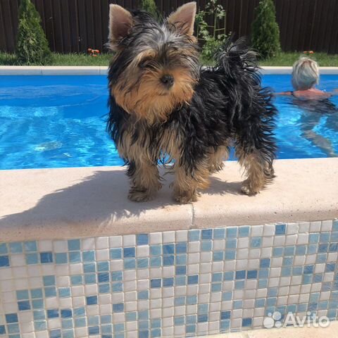 Йоркширский терьер