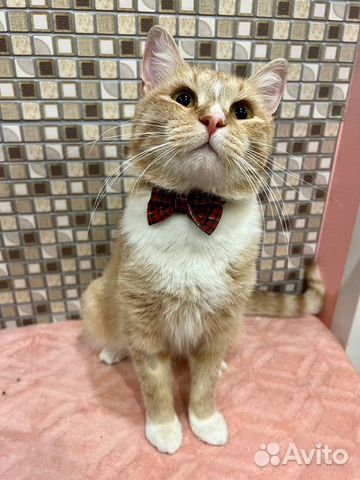 Котик Дольче 1 год