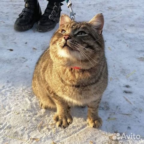 Шикарный Жека ищет дом и семью