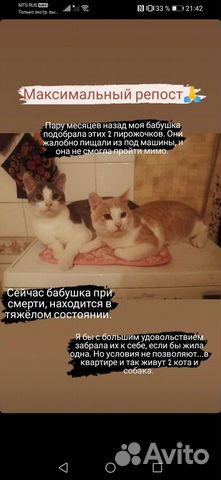 Котята в добрые руки даром