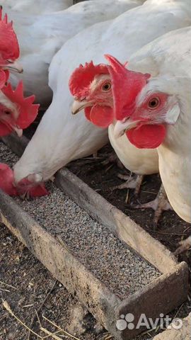 Куры несушки супер ник