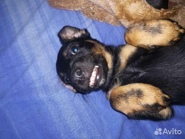 Щенок ягдтерьера