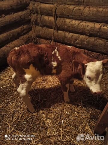 Телёнок бычок