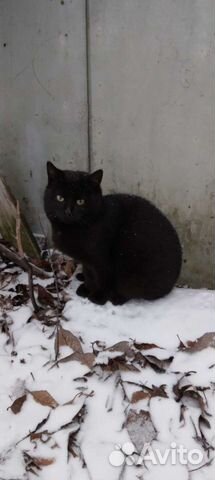 Котенок подросток